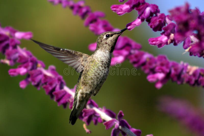 Golden Hummer stock image. Image of hummer, blossom, flower - 2998643