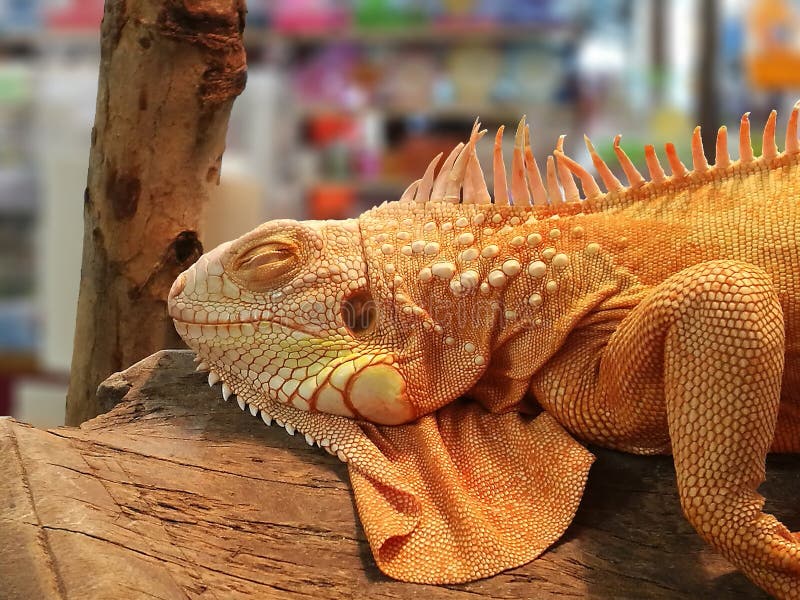 Golden Iguana Sleeping on the Tree. Stock Photo - Image of exotic ...