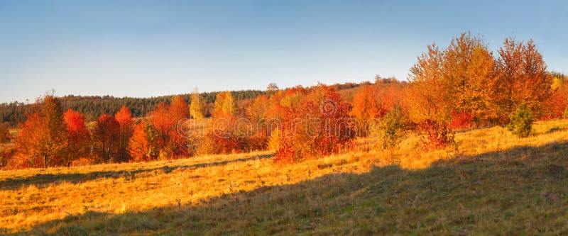 Golden Illuminated Foliage Autumn Sunset Trees and Grass Stock Photo ...