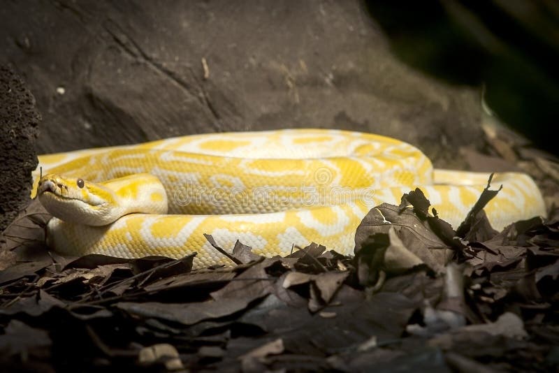 Golden Indian Python stock photo. Image of reptile, animal - 32290260