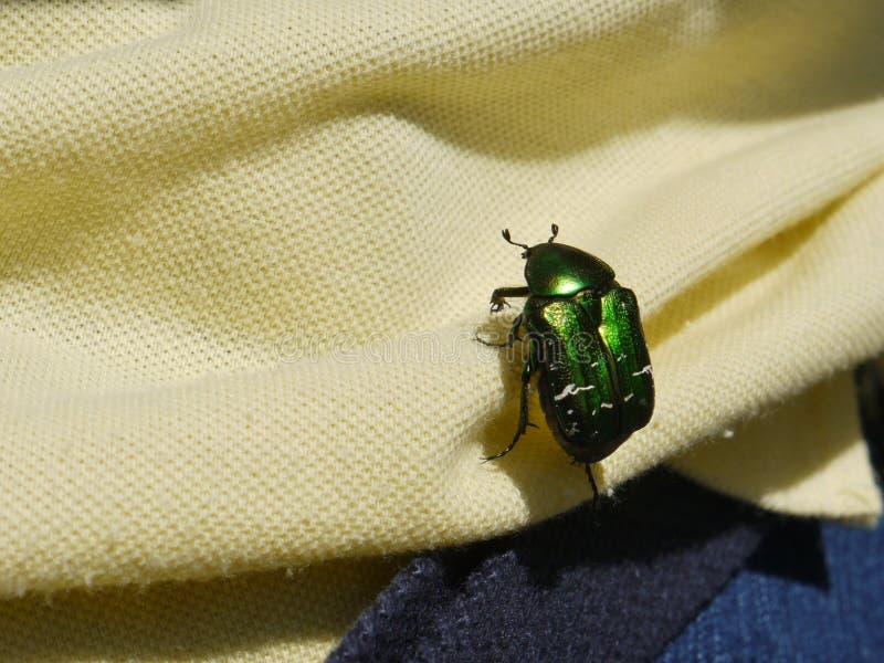 Golden insect stock image. Image of beetle, animal, copper - 25981259