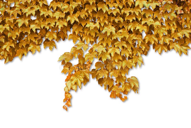 Golden Ivy on White Background for Easy Selection - Toned Image Stock ...