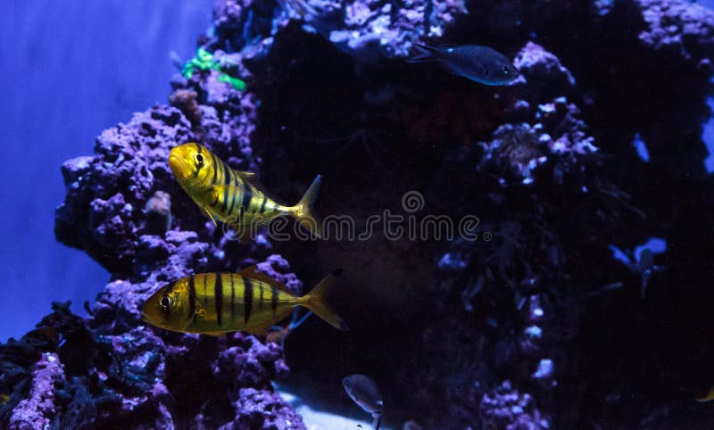 Golden Jack Gnathanodon Speciosus Stock Photo - Image of travelly ...