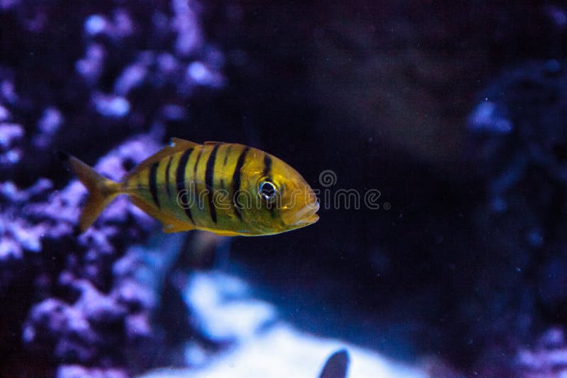 Golden Jack Gnathanodon Speciosus Stock Image - Image of jack, mackerel ...