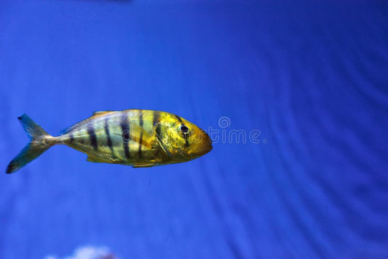 Golden Jack Gnathanodon Speciosus Stock Photo - Image of jack, horse ...