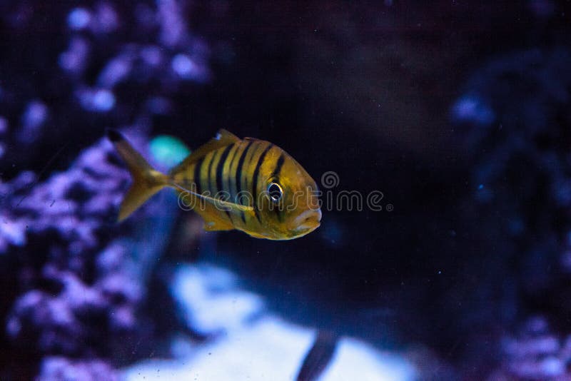 Golden Jack Gnathanodon Speciosus Stock Image - Image of marine, golden ...