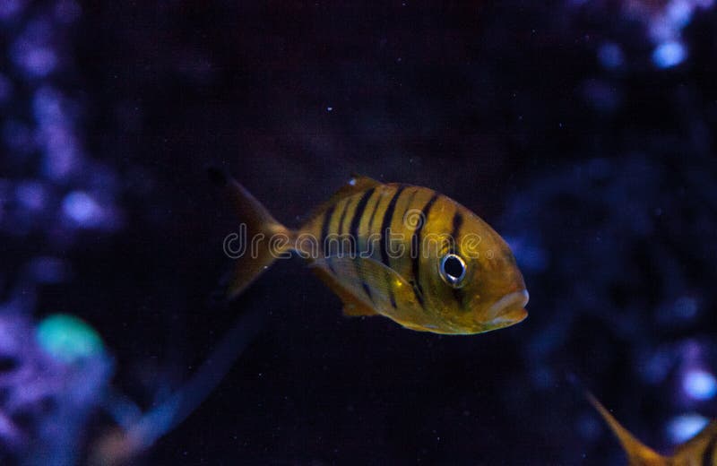 Golden Jack Gnathanodon Speciosus Stock Image - Image of fish, swims ...
