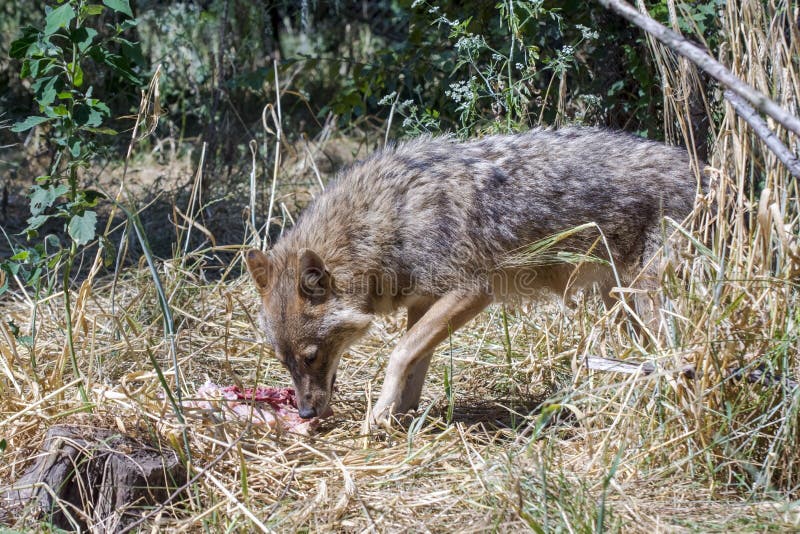 Golden Jackal (Canis Aureus) Stock Photo - Image of eating, chicken ...