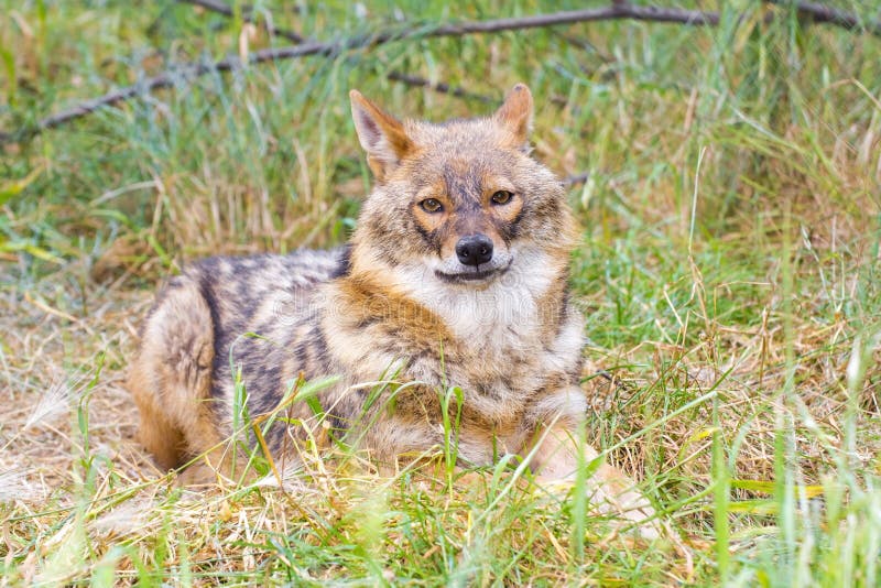 Golden Jackal (Canis Aureus) Stock Image - Image of canis, aureus: 55575233