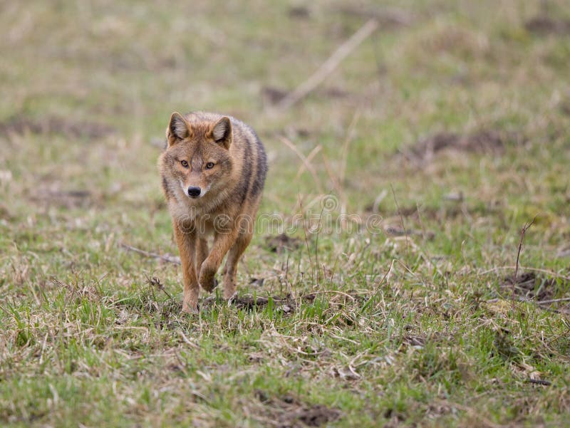 Golden jackal stock photo. Image of hunting, golden, landscape - 51526504