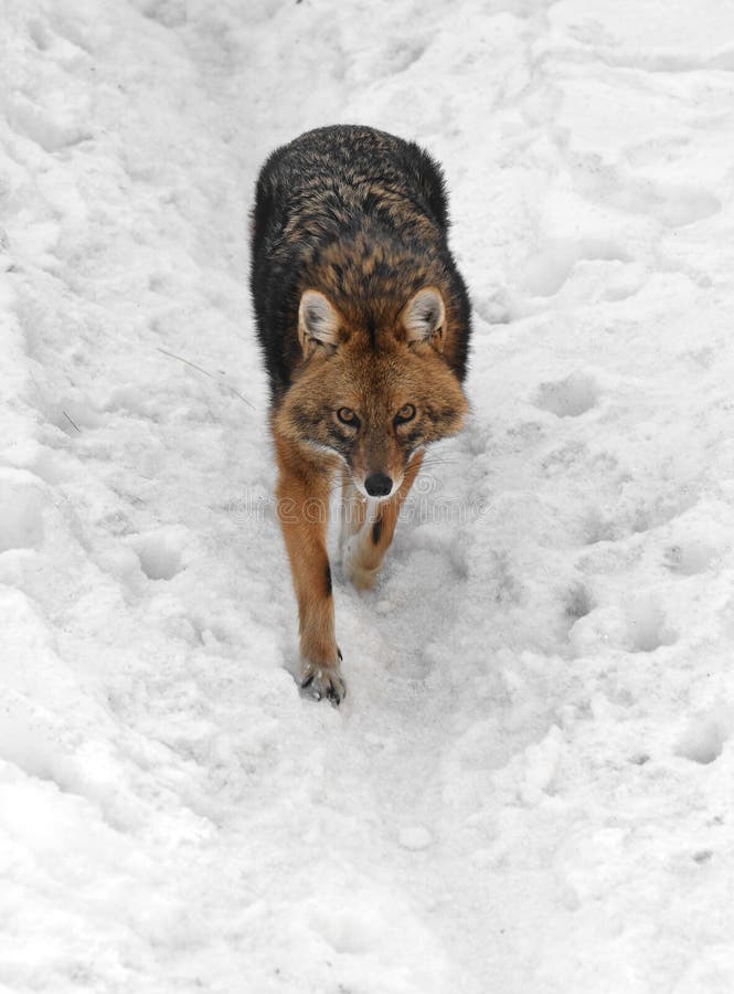 Golden Jackal Canis Aureus Runs on Snow in Winter Stock Photo - Image ...