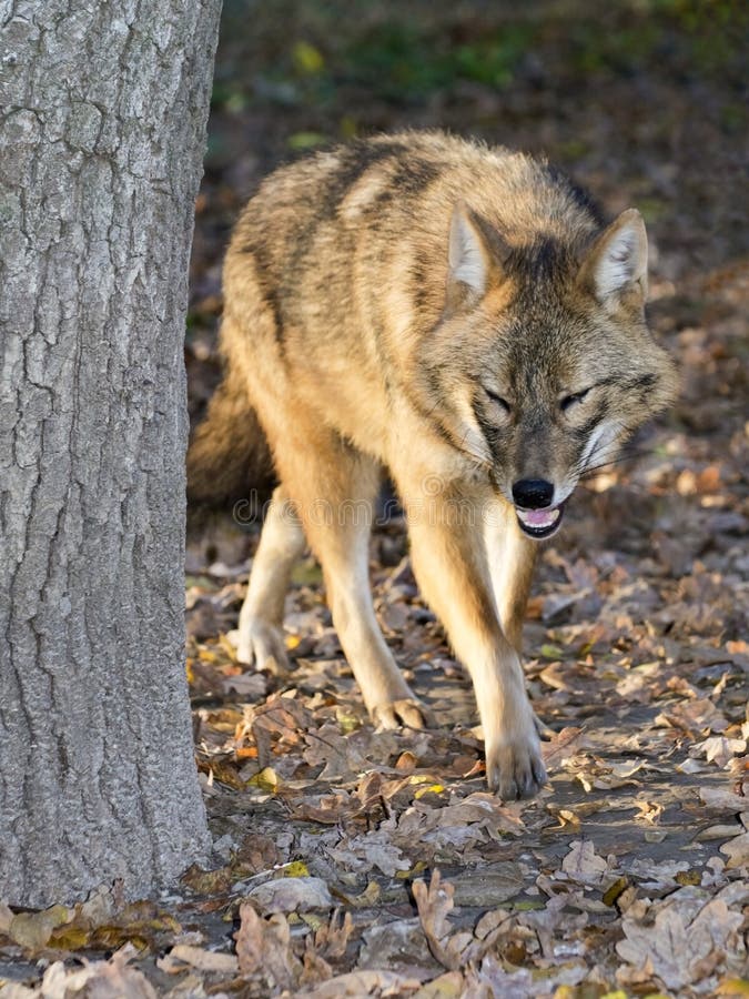 Golden Jackal (Canis Aureus) Stock Image - Image of jackal, canidae ...