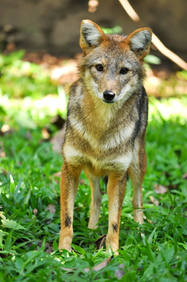 Golden jackal stock photo. Image of mammal, safari, outdoor - 48942036