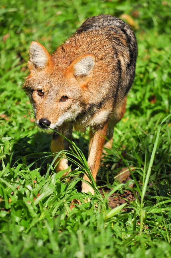 Golden jackal stock image. Image of predator, natural - 48942245