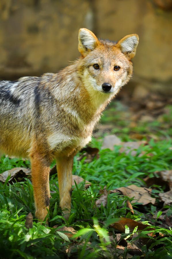 Golden jackal stock photo. Image of mammal, safari, outdoor - 48942036