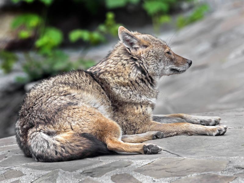 Golden jackal 2 stock image. Image of claw, hunting, creature - 73600613