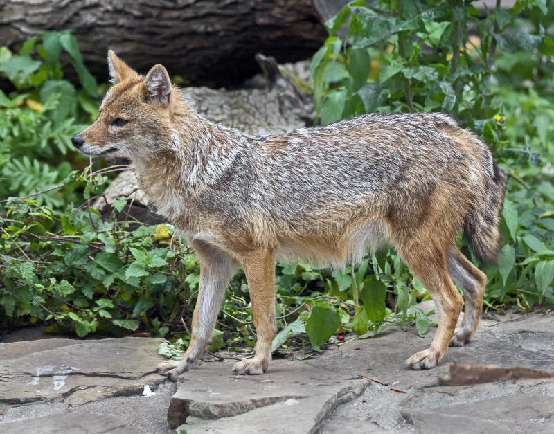 Golden jackal 6 stock photo. Image of howl, golden, tail - 86533254
