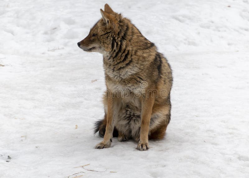 Golden Jackal in Nature Tracks Down Prey Stock Photo - Image of family ...