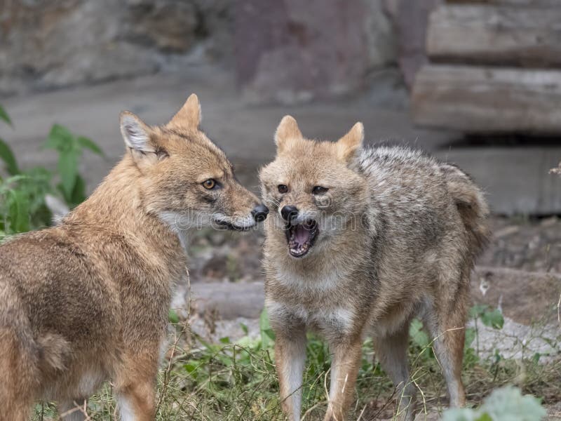 Golden Jackal in Nature Tracks Down Prey, Portrait Stock Image - Image ...