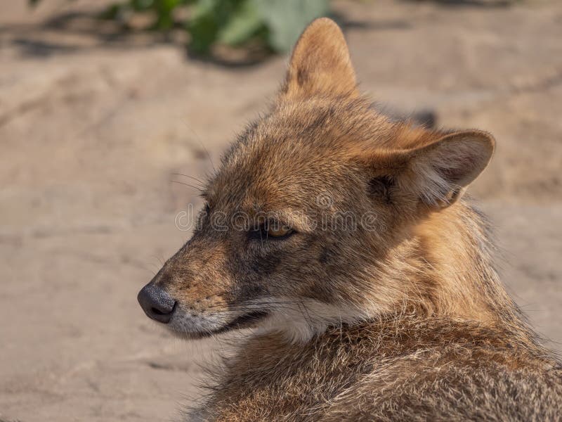 Golden Jackal in Nature Tracks Down Prey, Portrait Stock Photo - Image ...
