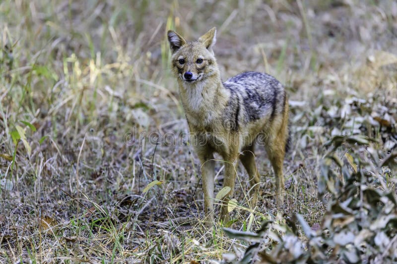 Ranjit Talwar (Ranjittalwar) - Photographer profile