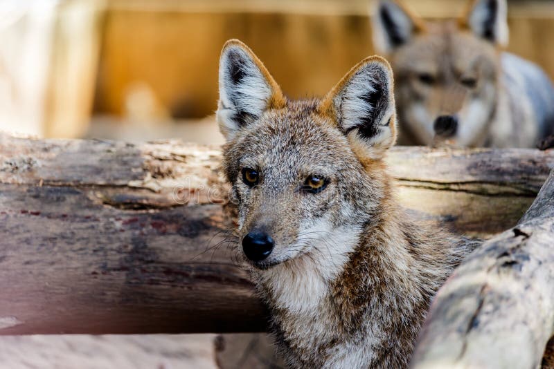 Golden Jackal in wildlife. stock image. Image of wilderness - 80001967