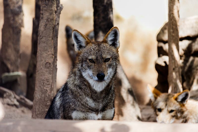 Golden Jackal in wildlife stock photo. Image of scavenger - 80002010