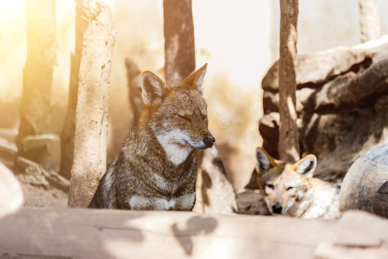 Golden Jackal in wildlife. stock photo. Image of park - 80264730