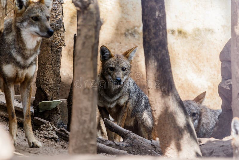 Golden Jackal in wildlife. stock image. Image of africa - 80323449