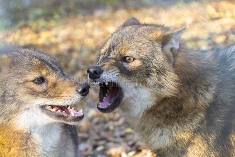 The Eyes of the Black-backed Jackal Stock Photo - Image of alert ...