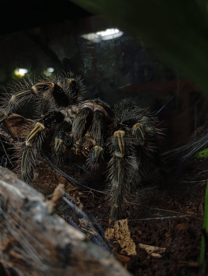 Golden Knee Tarantula & X28;grammostola Pulchripes& X29; Stock Photo ...