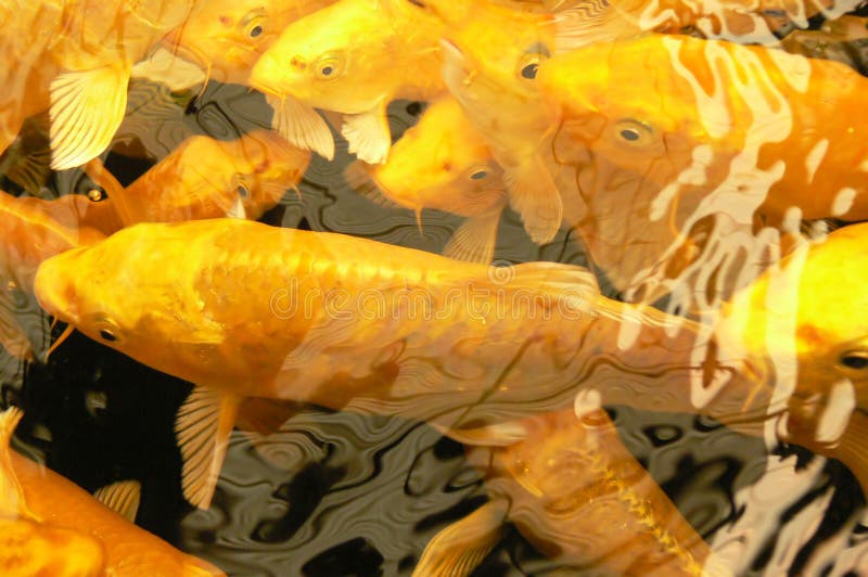 Golden Koi fish stock photo. Image of garden, school, reflections - 2813270