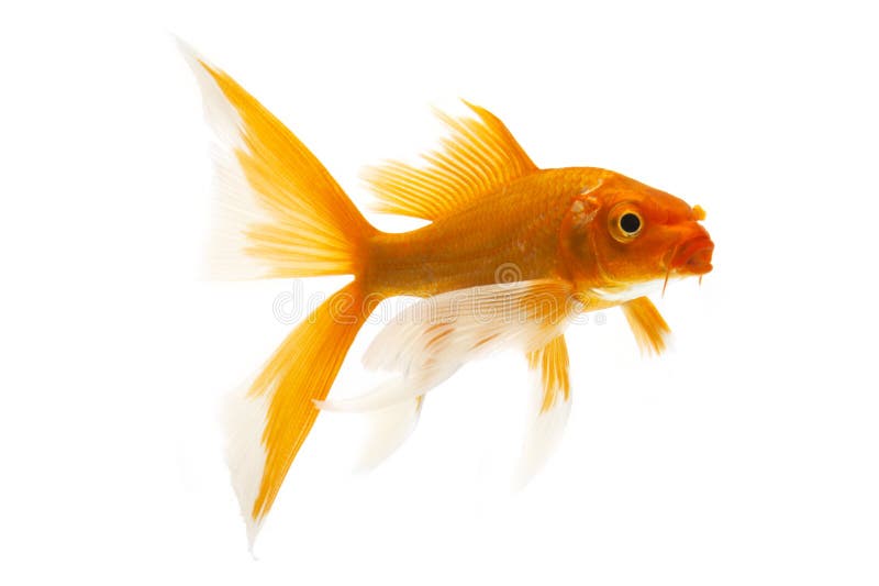Golden Koi Fish stock photo. Image of white, copy, carp - 28982586