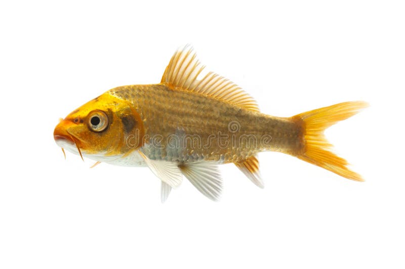 Golden Koi Fish stock photo. Image of white, copy, carp - 28982586