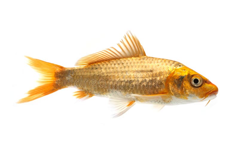 Golden Koi Fish stock image. Image of isolated, animal - 29087957