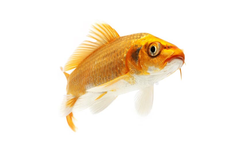 Golden Koi Fish stock image. Image of isolated, animal - 29087957