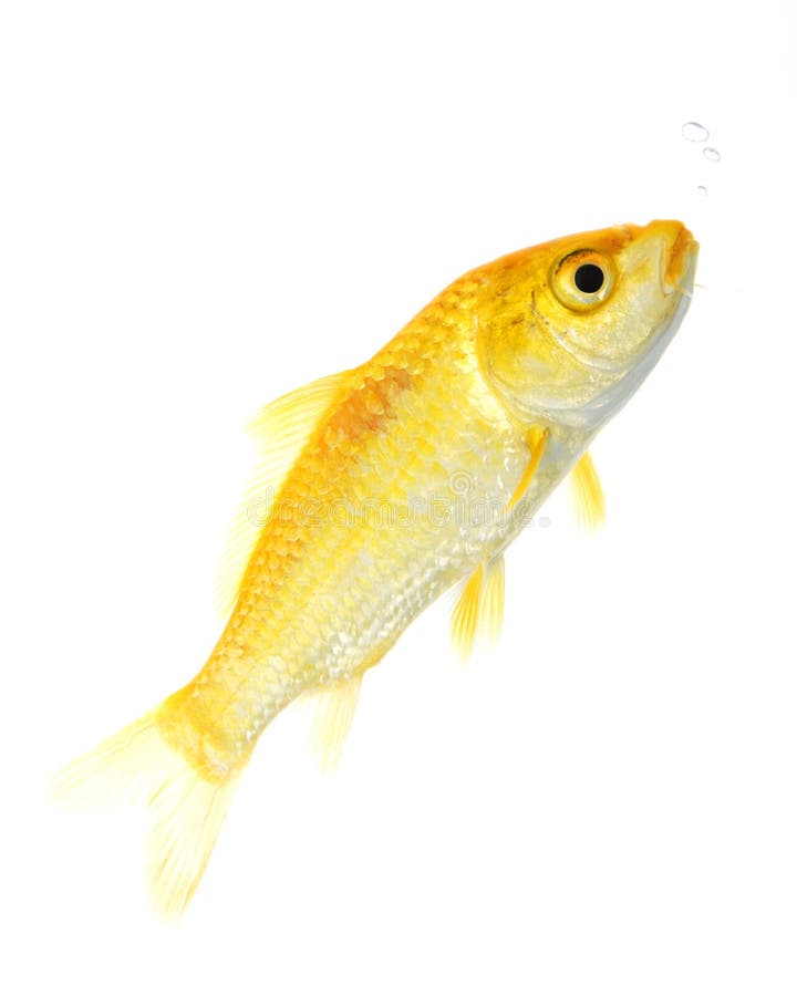 Golden Koi Fish stock photo. Image of white, copy, carp - 28982586