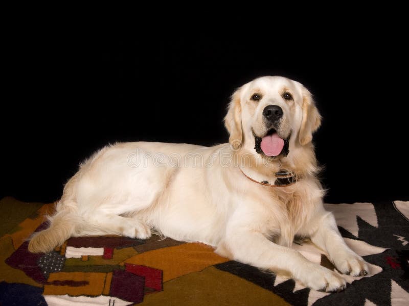 Golden lab stock photo. Image of portrait, black, studio - 7158502