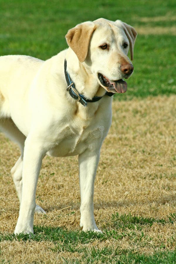 Golden Lab stock photo. Image of facial, doggie, friend - 9210980