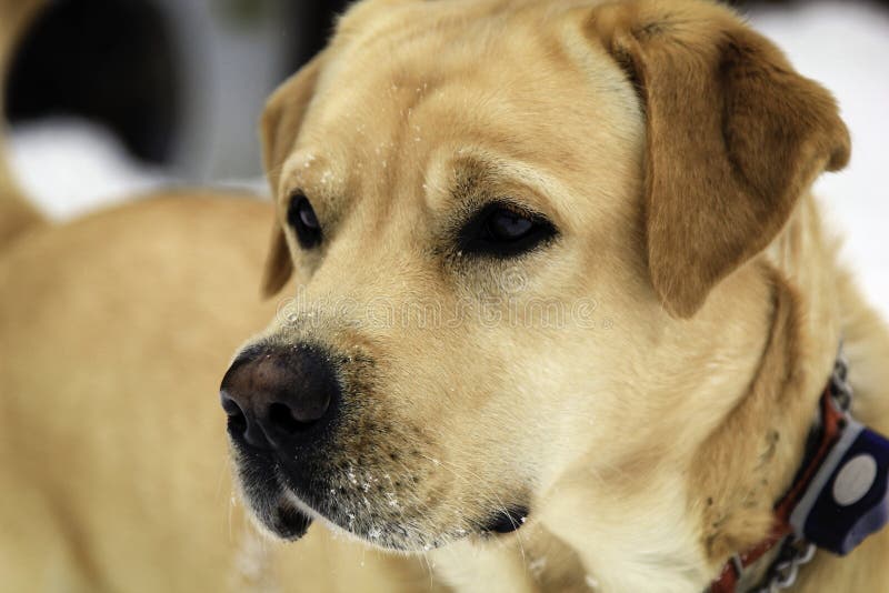 Golden Lab on a Winter Day stock photo. Image of white - 55086488