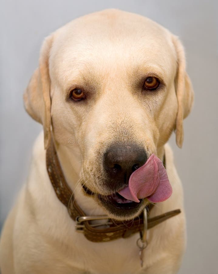 Golden Labrador Retriever stock photo. Image of portrait - 11363206