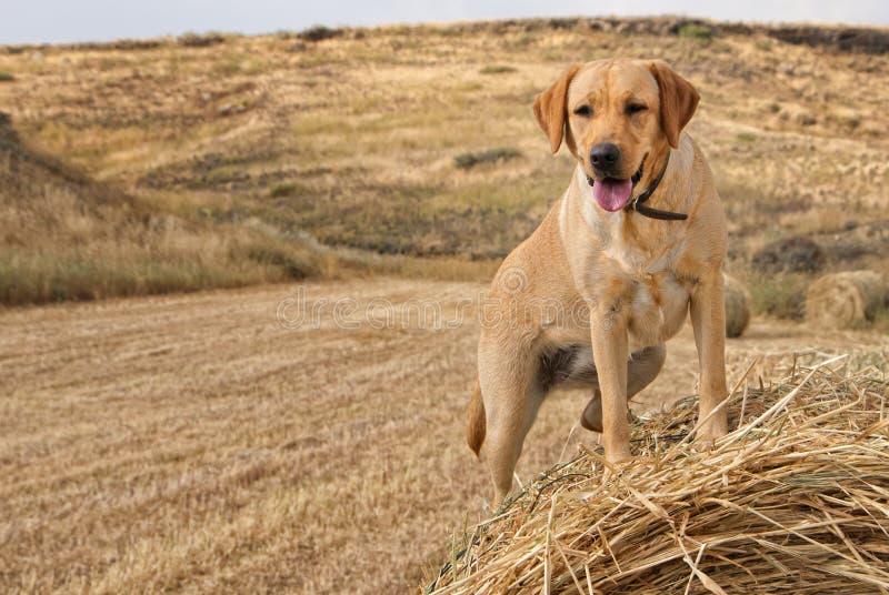 Golden Labrador Retriever Puppy with a Ball in Her Mouth Playing with ...