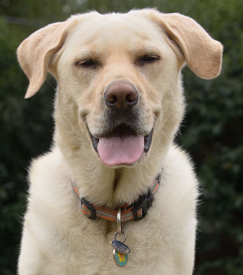Golden Labrador 4 stock photo. Image of roxy, ears, lovable - 54575838