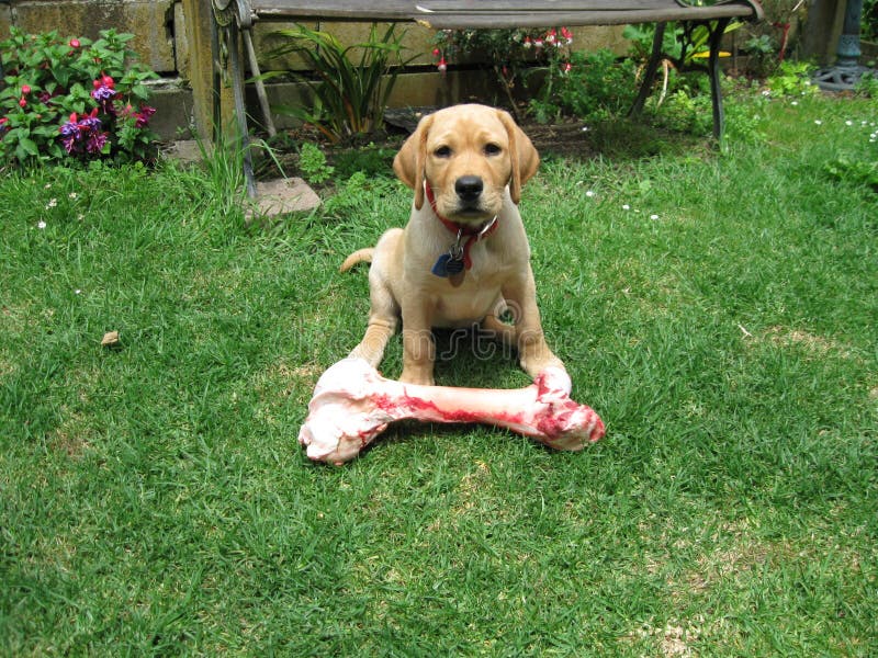 Golden Labrador Dog stock image. Image of beaudiful, fence - 55753255