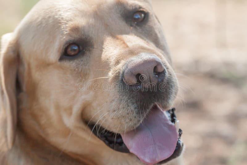Golden Labrador Dog Closeup Stock Photo - Image of outdoor, beautiful ...