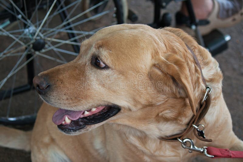 GOLDEN LABRADOR DOG stock photo. Image of labrador, hairy - 91969414
