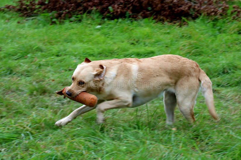 Golden Labrador Dog Running with a Dog Training Dummy in a Field Stock ...