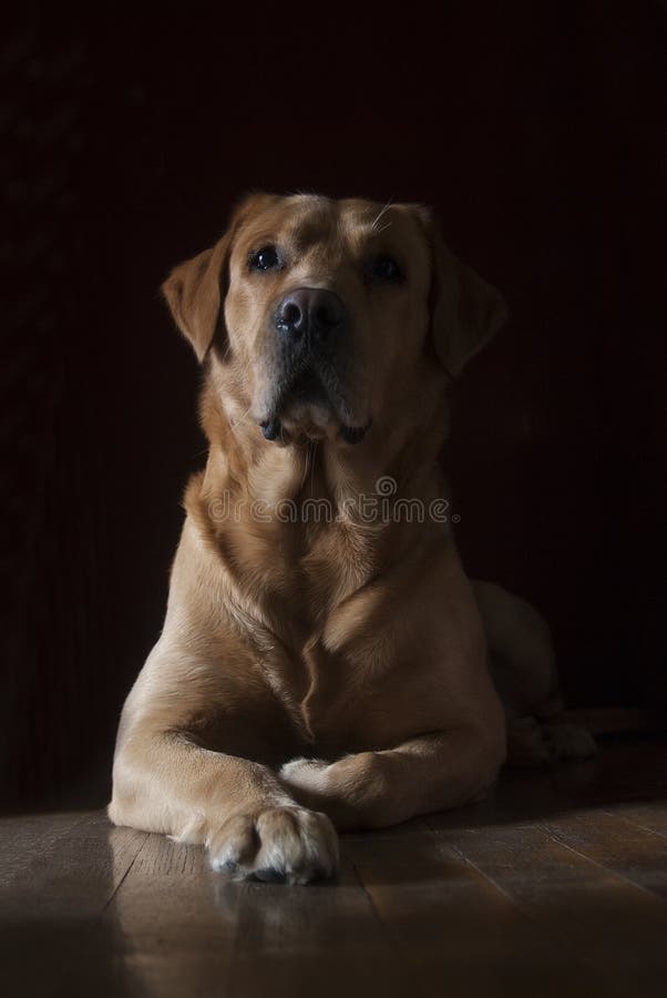 Golden labrador stock image. Image of side, pets, labrador - 68894381