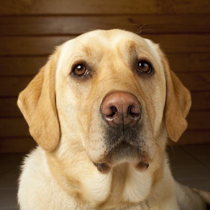 Golden Yellow Labrador Overweight at the Beach on Sand Stock Photo ...