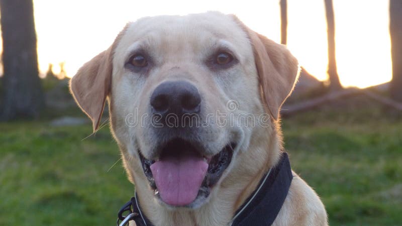 Golden labrador portrait stock photo. Image of playful - 45798330